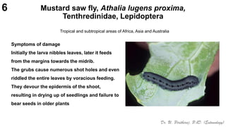 Pests of mustard_Identification_Management_Dr.UPR.pdf