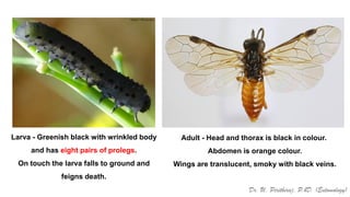 Pests of mustard_Identification_Management_Dr.UPR.pdf