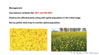 Pests of mustard_Identification_Management_Dr.UPR.pdf