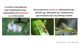 Pests of mustard_Identification_Management_Dr.UPR.pdf