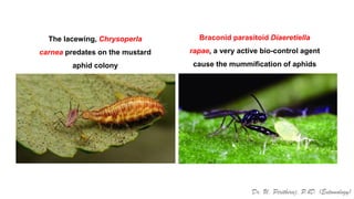 Pests of mustard_Identification_Management_Dr.UPR.pdf