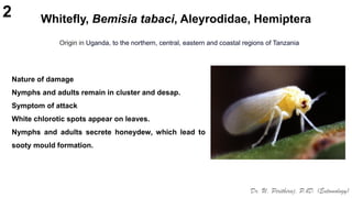 Pests of mustard_Identification_Management_Dr.UPR.pdf