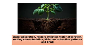 7. Water absorption and rooting pattern.pptx