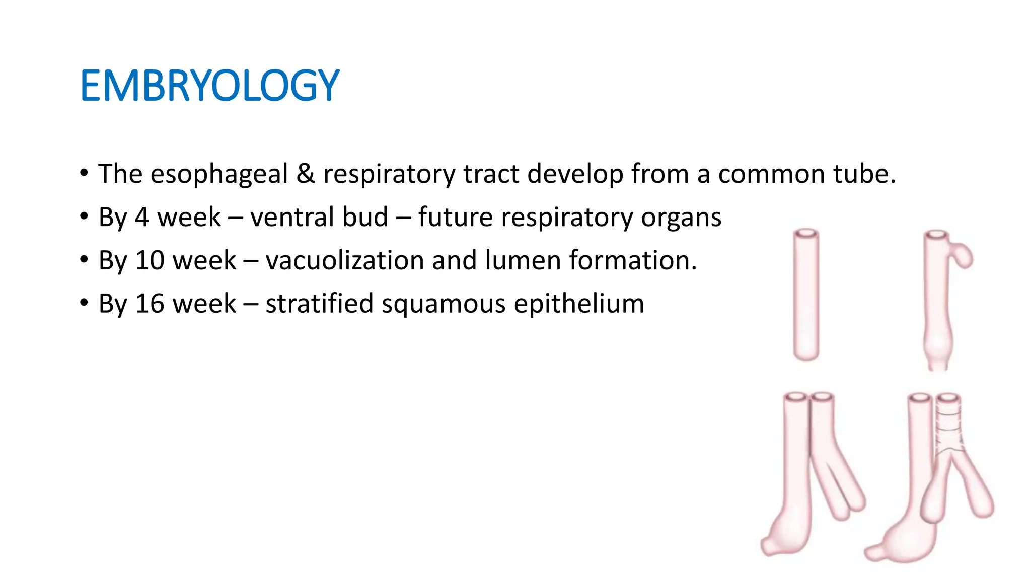 Esophagus anatomy presentation full .pptx | Lung and Respiratory Health ...