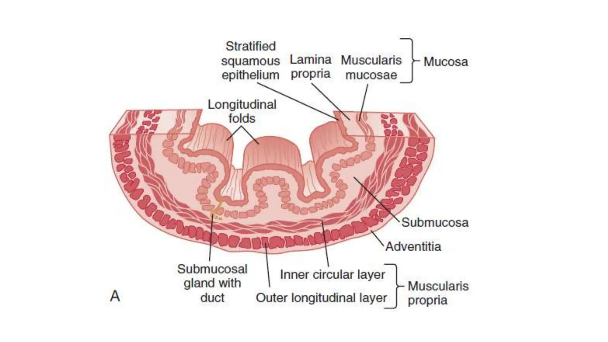 Esophagus Anatomy Presentation Full Pptx