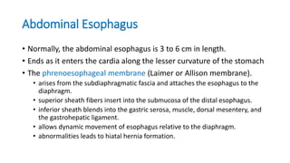 Esophagus anatomy presentation full .pptx