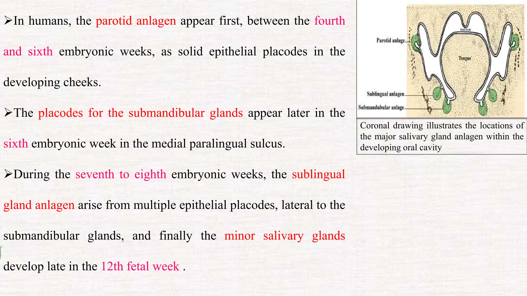 PART 1 SALIVARY GLANDS introduction.pptx