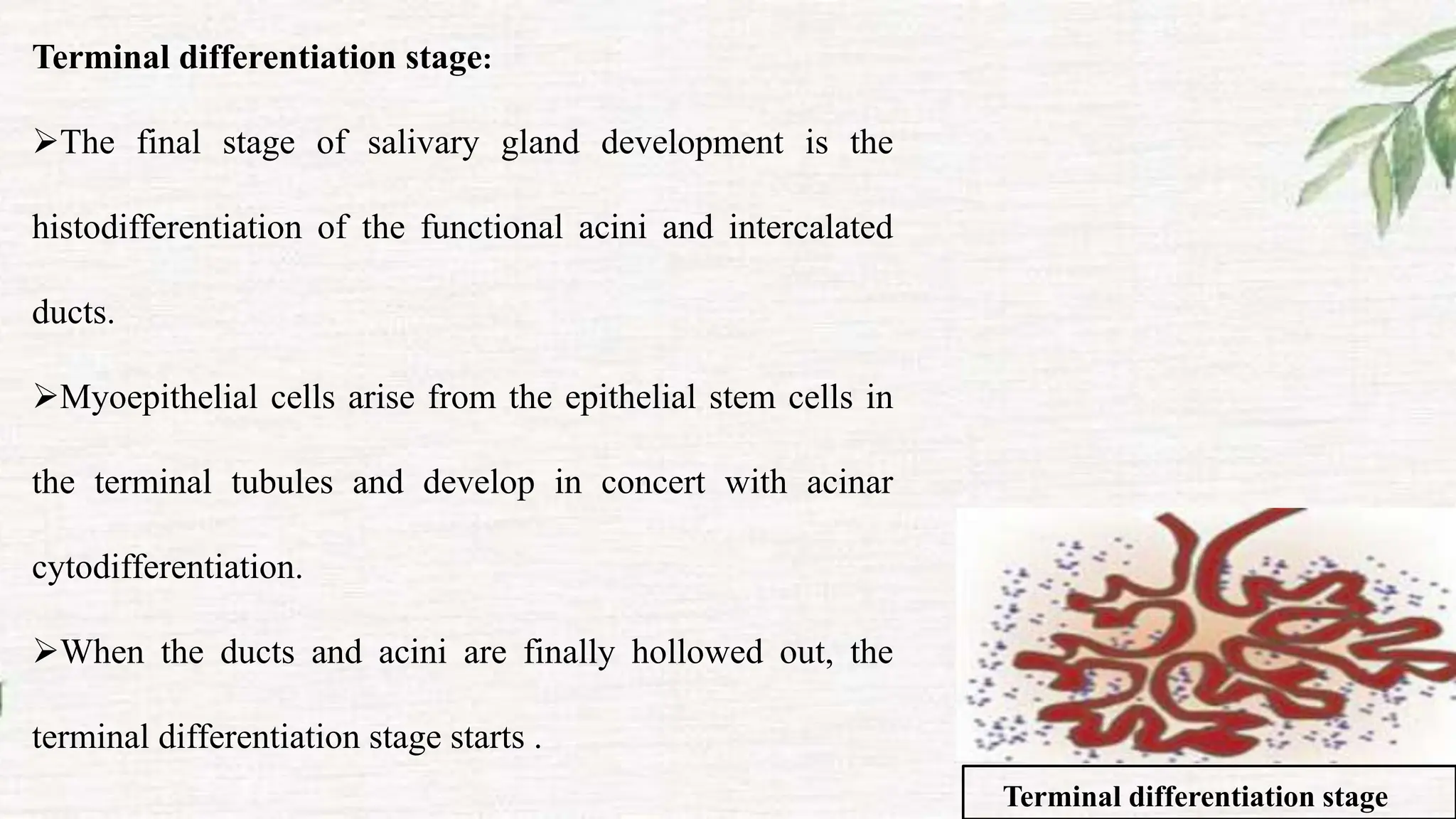PART 1 SALIVARY GLANDS introduction.pptx