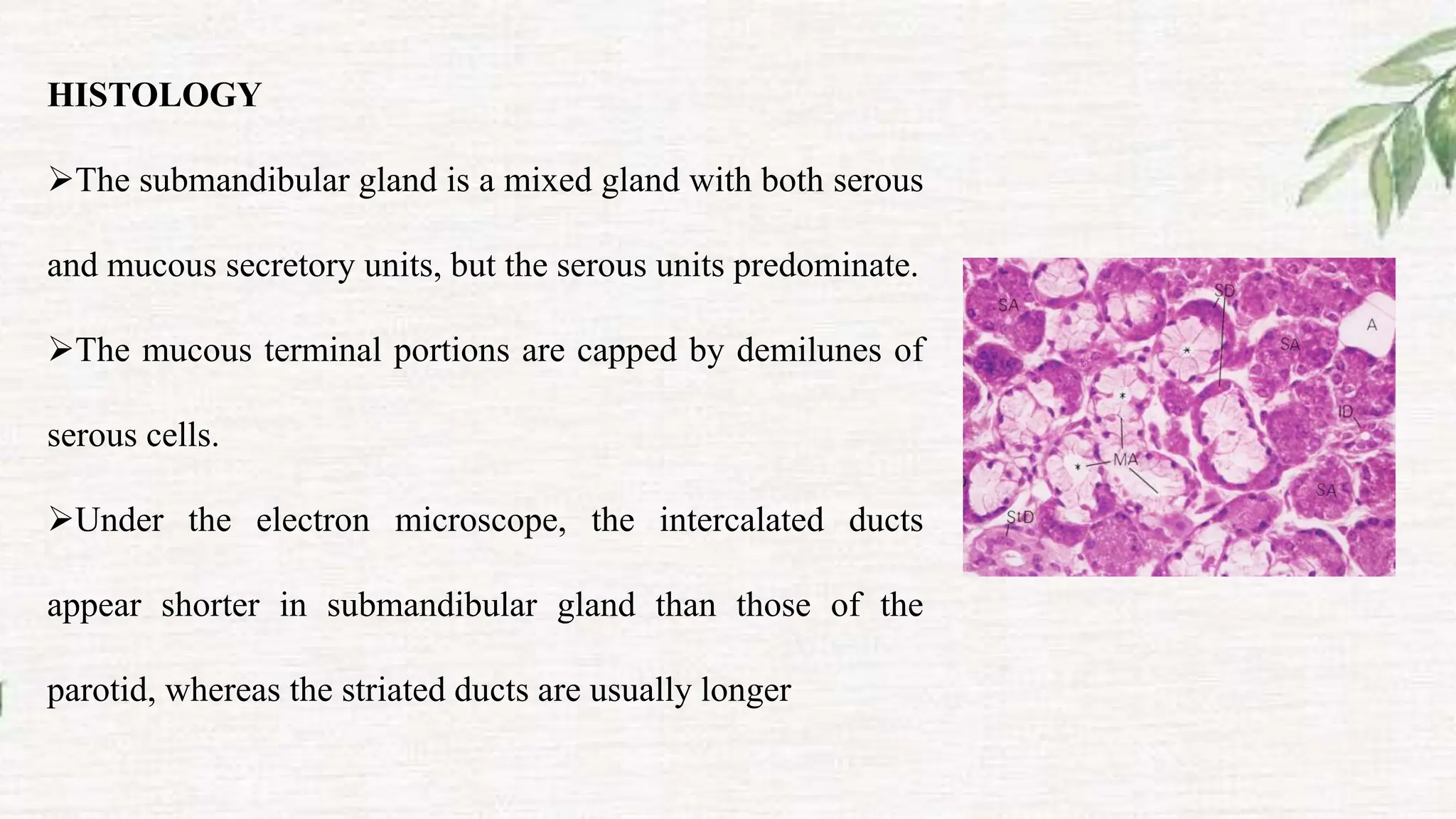 PART 1 SALIVARY GLANDS introduction.pptx
