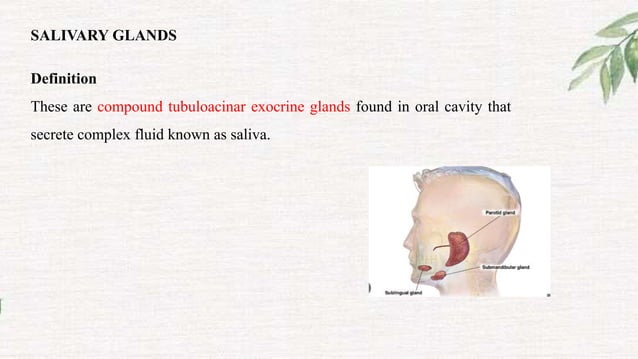 PART 1 SALIVARY GLANDS introduction.pptx