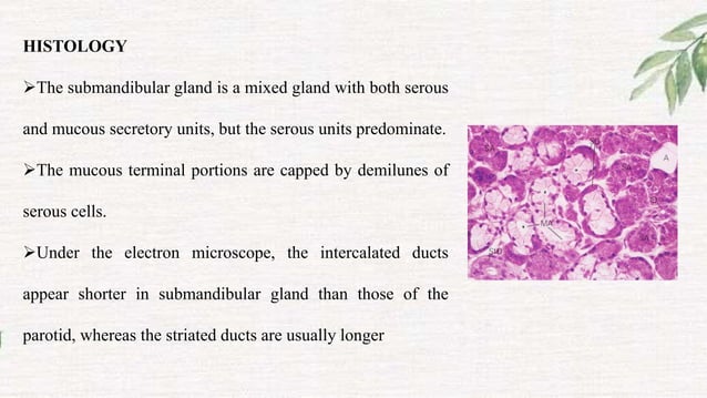 PART 1 SALIVARY GLANDS introduction.pptx