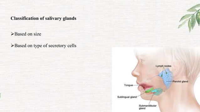 PART 1 SALIVARY GLANDS introduction.pptx