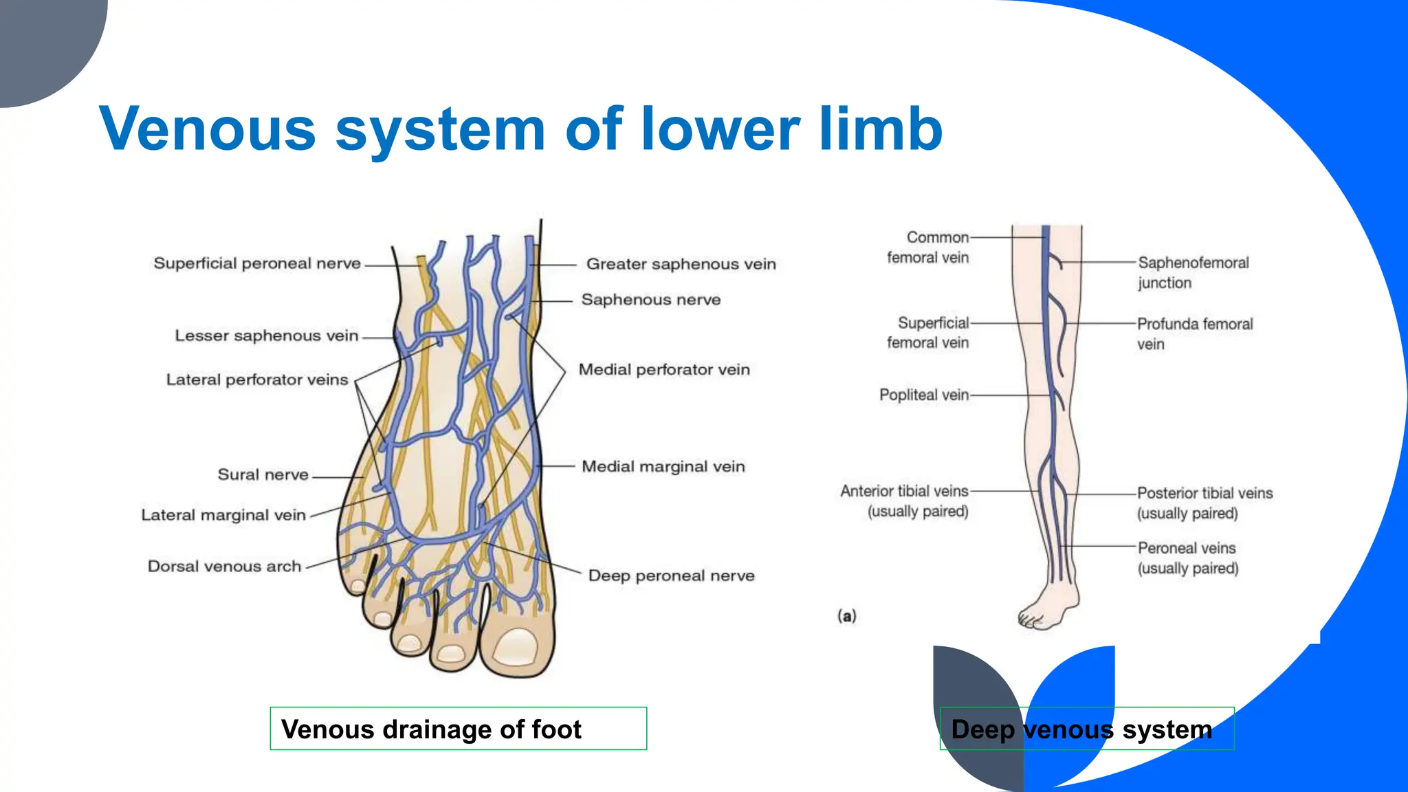 venous ulcer and venous insufficiency.ppt
