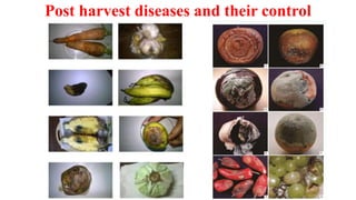 7. Post harvest diseases and their control.pptx