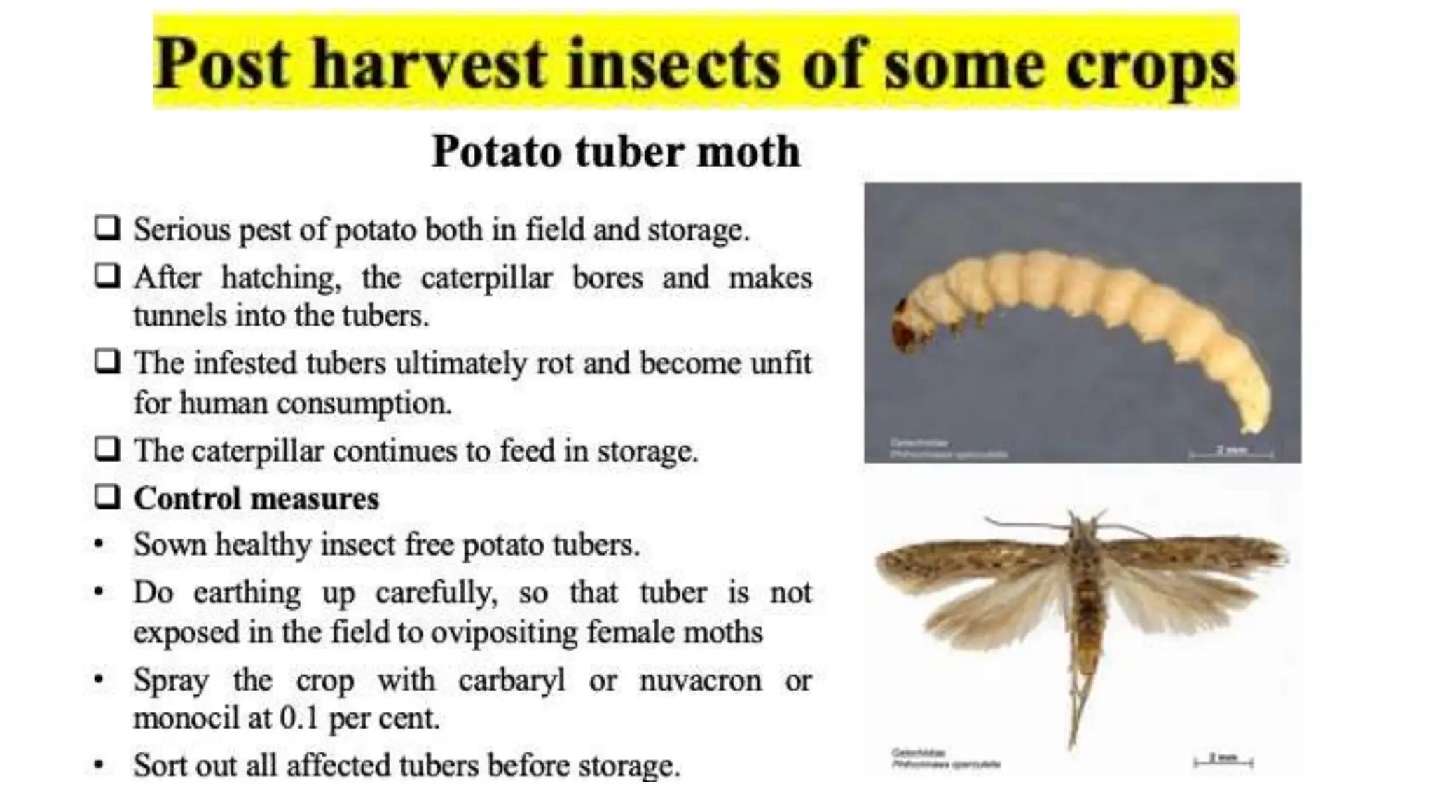 7. Post Harvest Entomology and their control.pptx