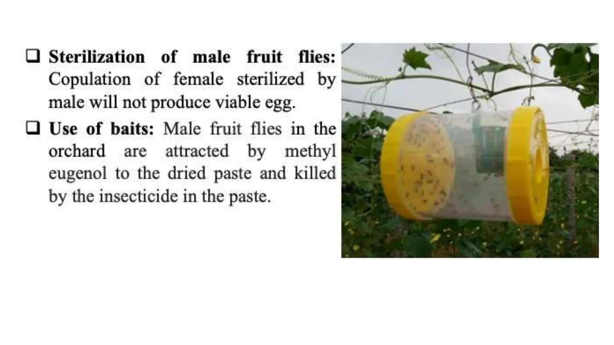 7. Post Harvest Entomology and their control.pptx