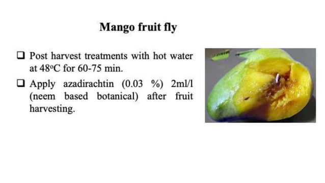 7. Post Harvest Entomology and their control.pptx
