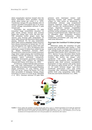 Mitigasi Cekaman Kadmium Pada Tanaman Padi | PDF