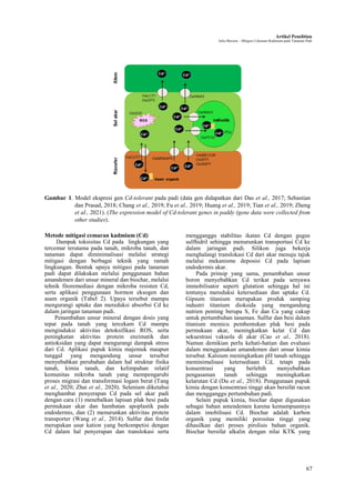 Mitigasi Cekaman Kadmium Pada Tanaman Padi | PDF