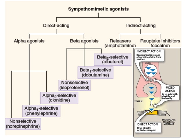 7.Adrenergic agonists.ppt pharmacology pharmacy | PPT