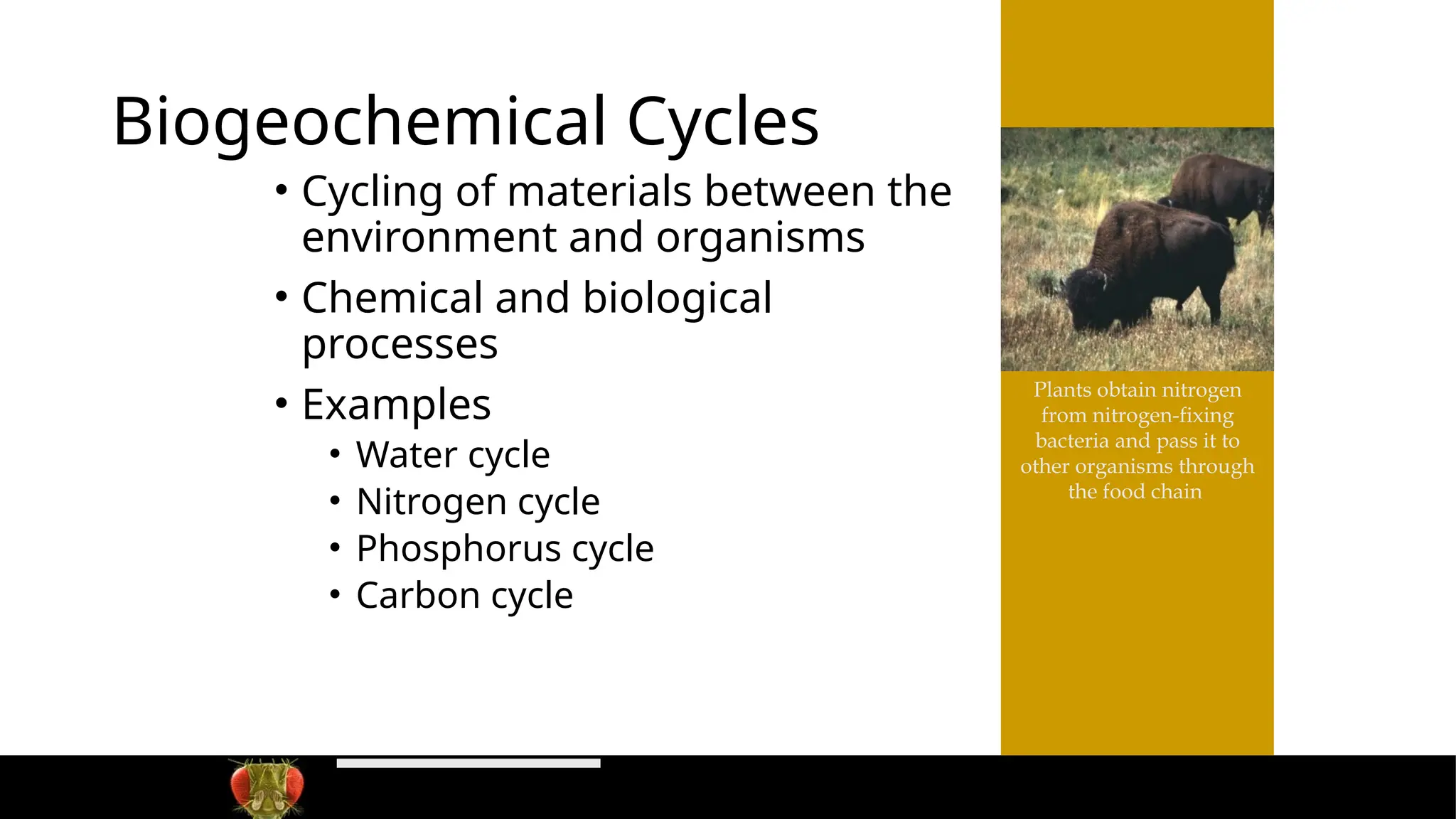 Biogeochemical Cycle Earth and Life Science | PPT | Science