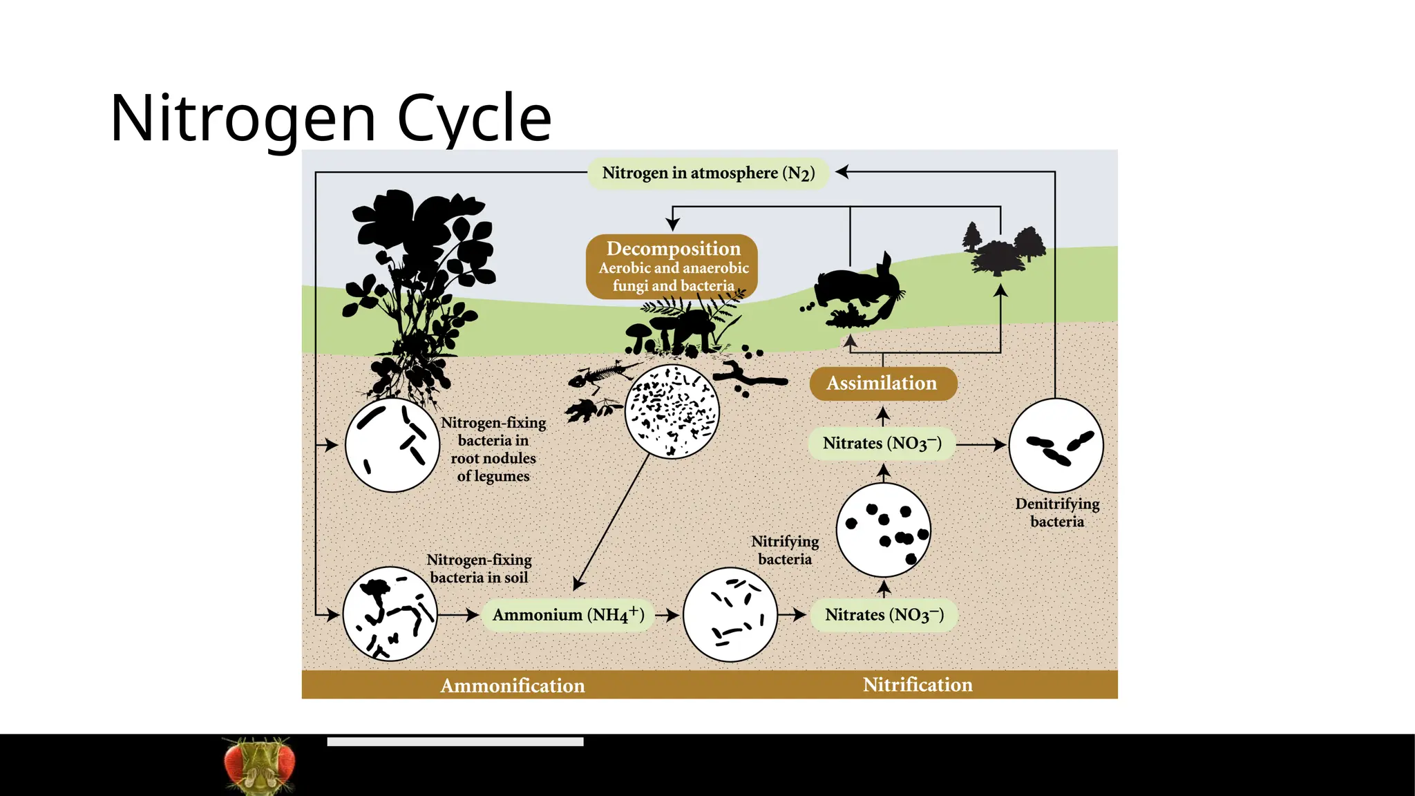 Biogeochemical Cycle Earth and Life Science | PPT