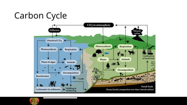 Biogeochemical Cycle Earth and Life Science | PPT