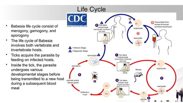 A QUICK GUIDE TO BABESIA AND BABESIOSIS. | PPTX | Infectious Diseases ...