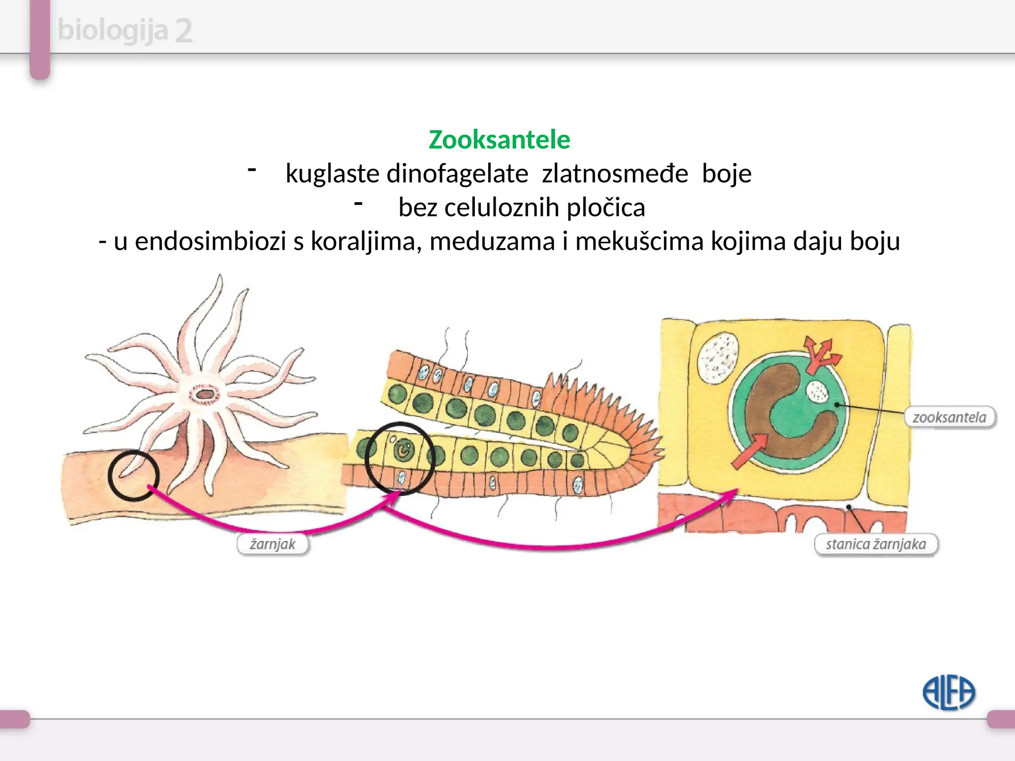 7. Jednostanični autotrofni organizmi.pptx