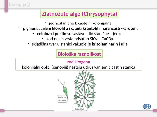 7. Jednostanični autotrofni organizmi.pptx