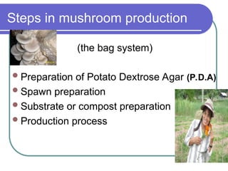 Mushroom cultivation_ cendawan tiram kelabu | PPT