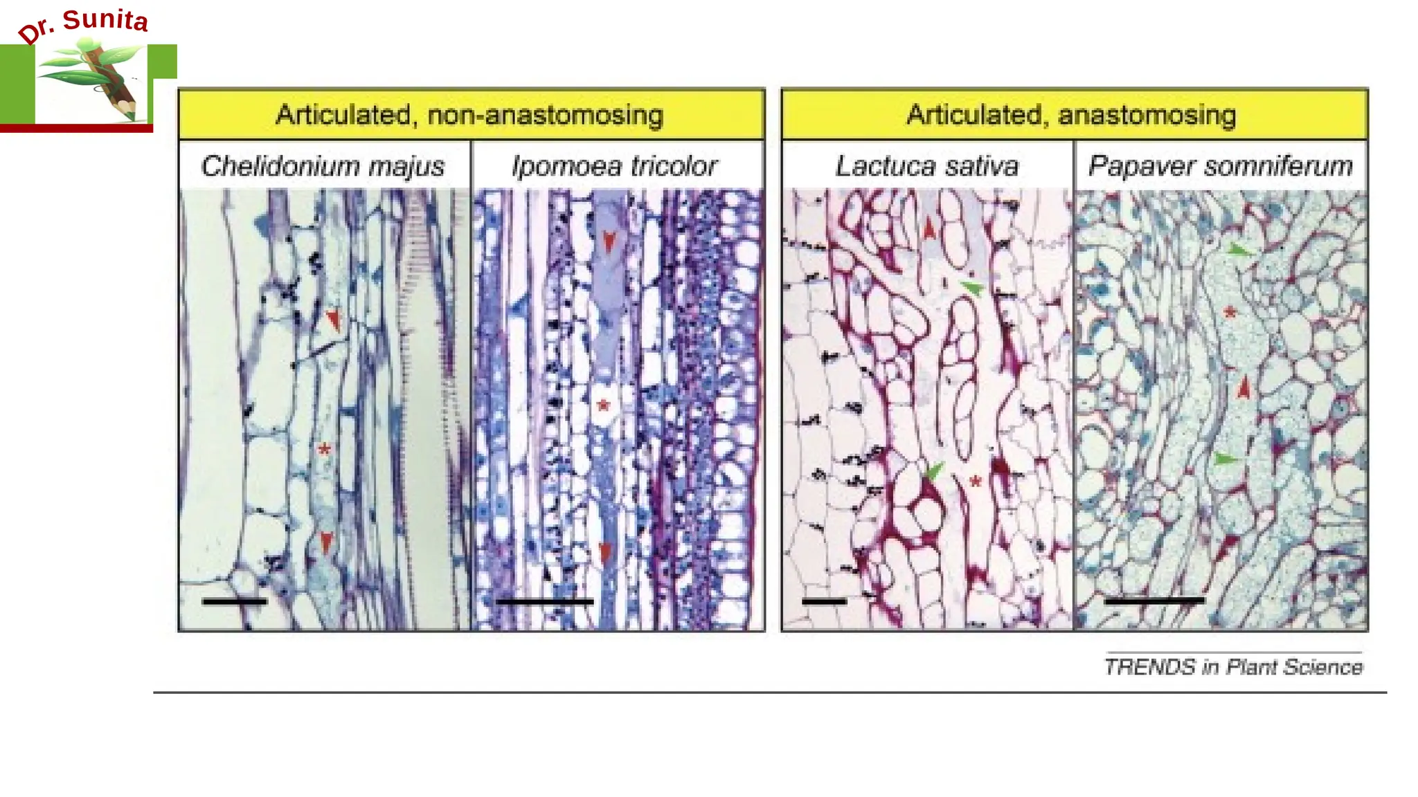 Secretory tissue present in plants.. | PPTX