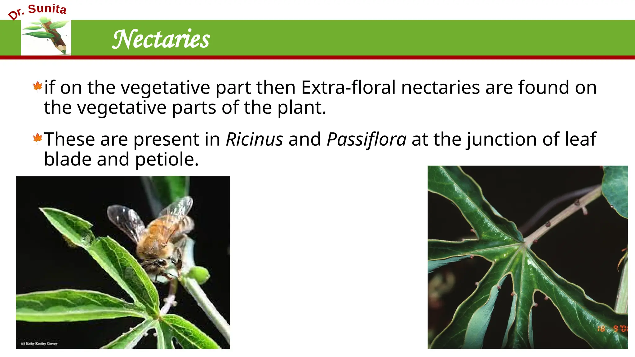 Secretory tissue present in plants.. | PPTX