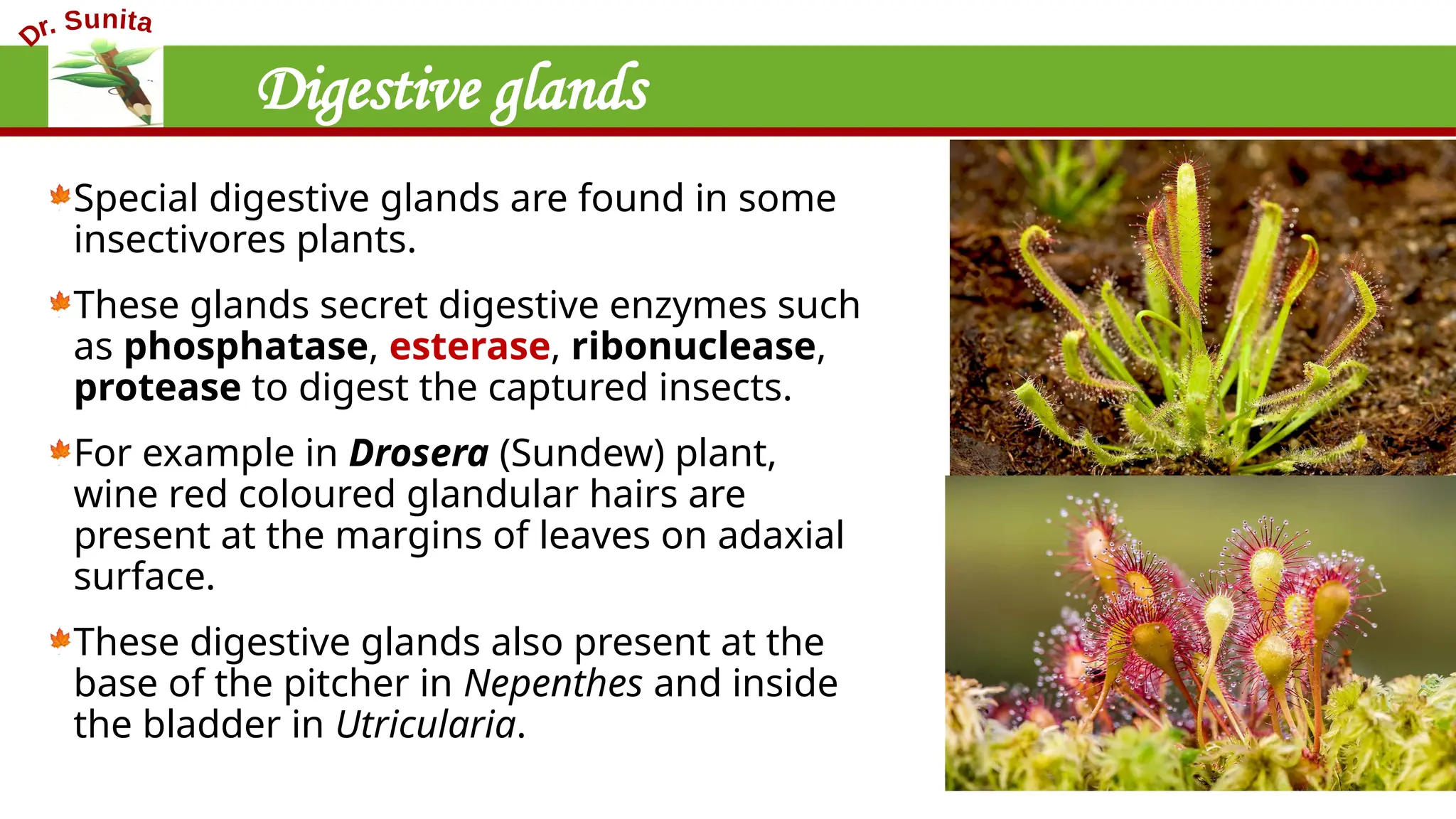 Secretory tissue present in plants.. | PPTX