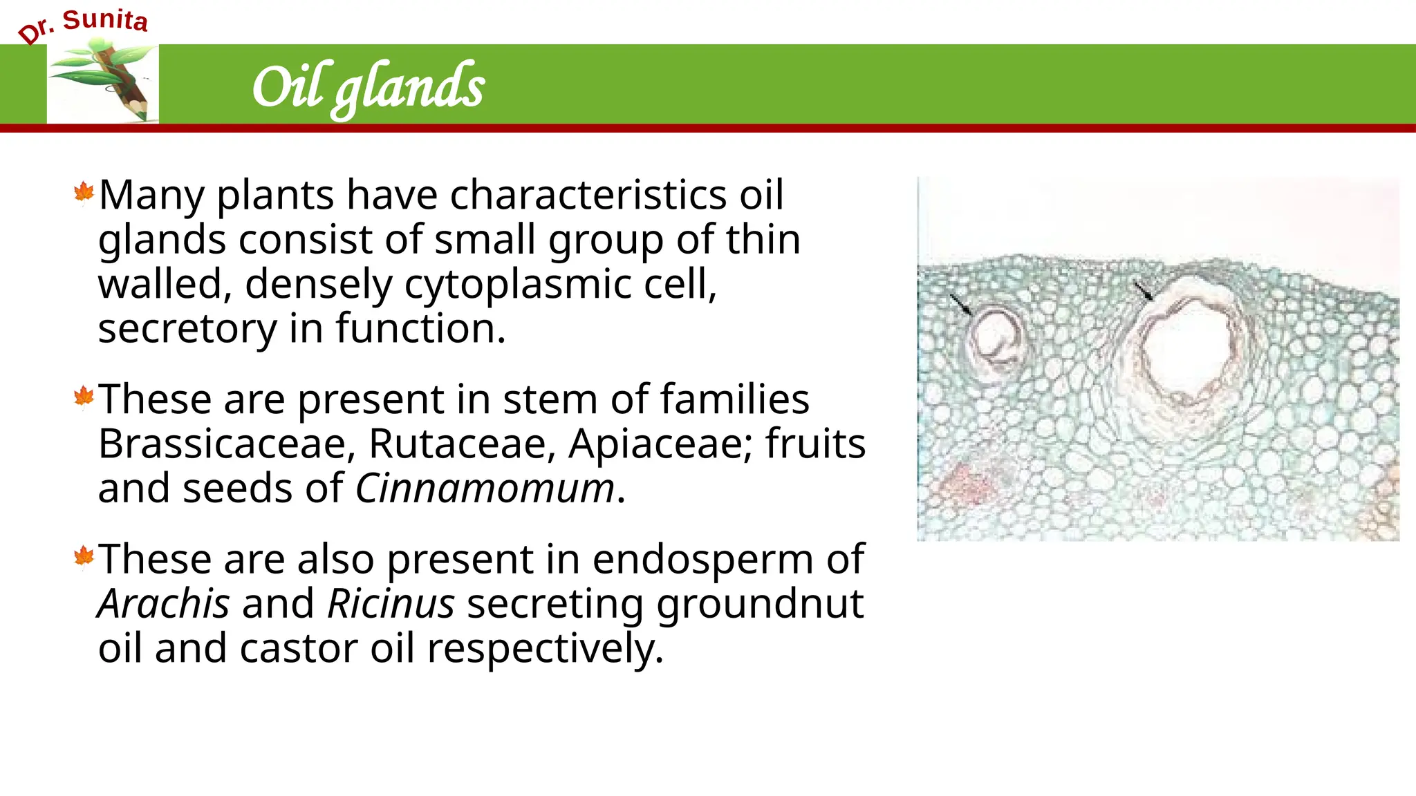 Secretory tissue present in plants.. | PPTX