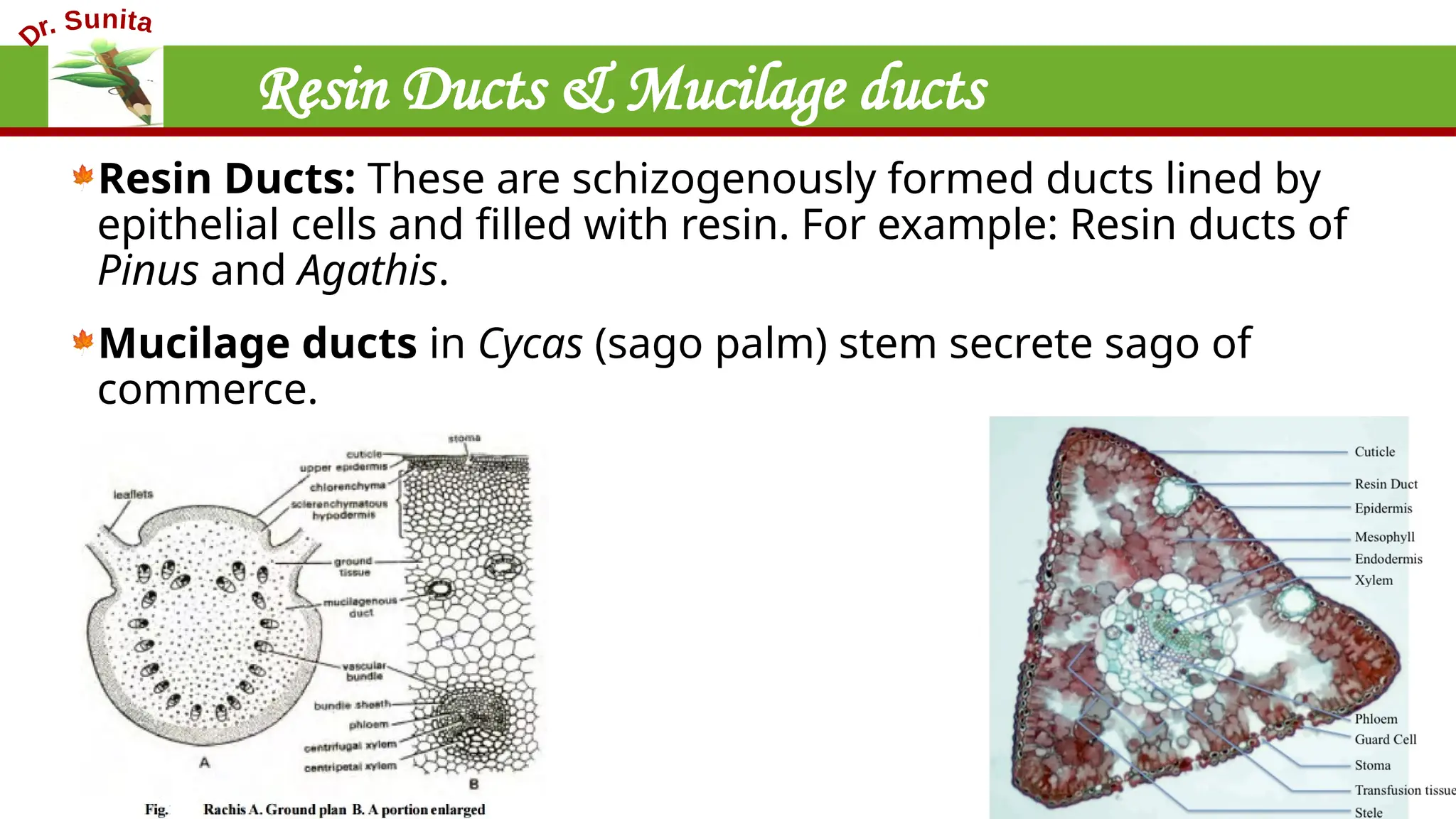 Secretory tissue present in plants.. | PPTX