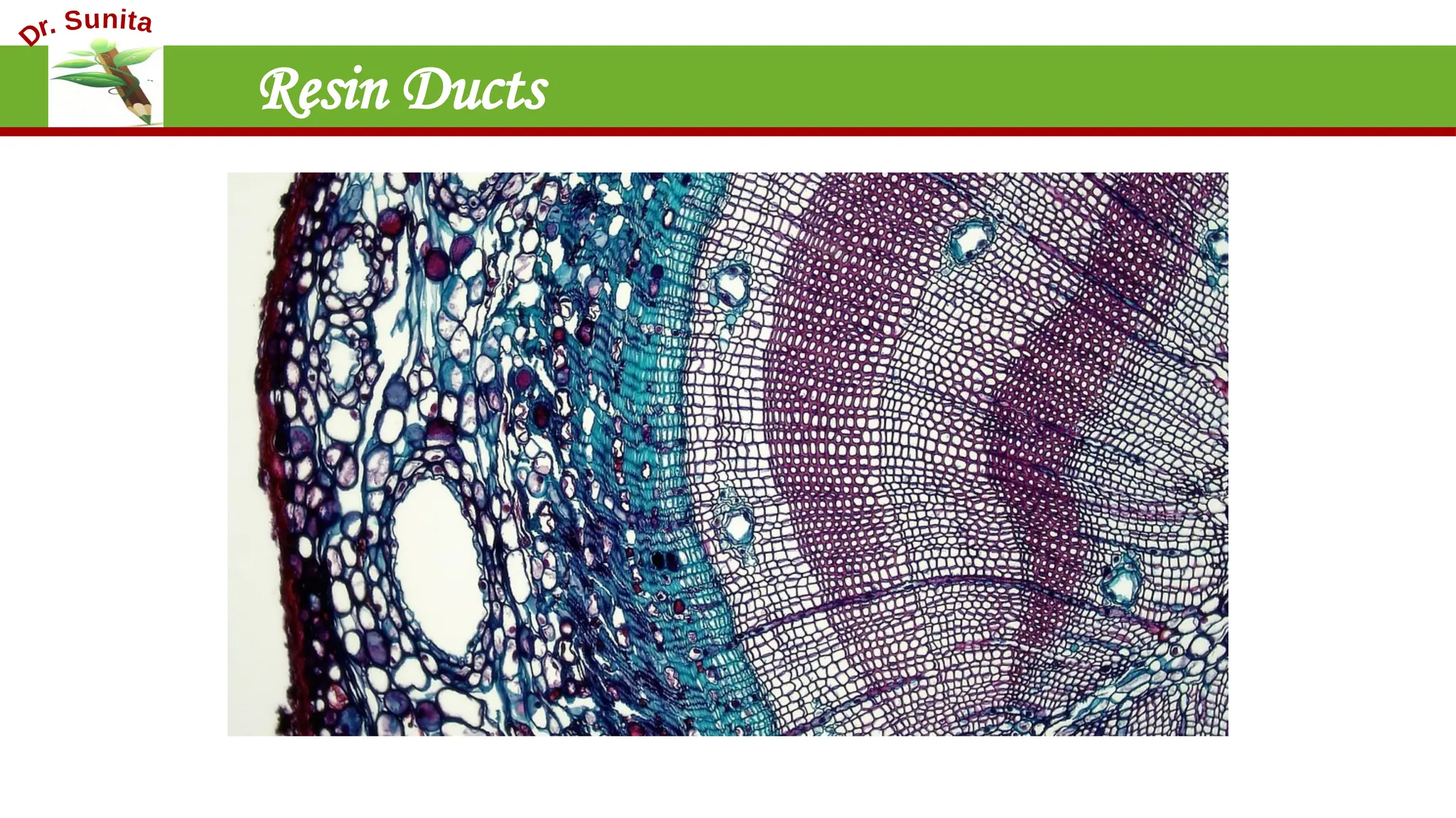 Secretory tissue present in plants.. | PPTX