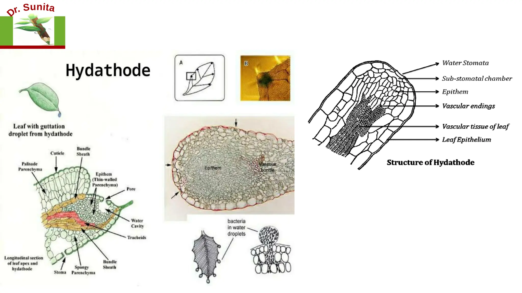 Secretory tissue present in plants.. | PPTX