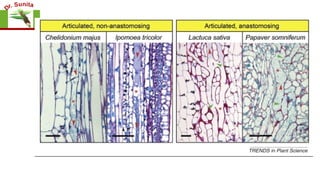 Secretory tissue present in plants.. | PPTX