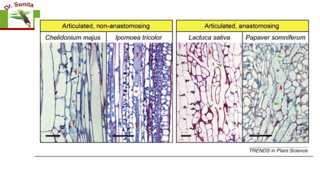 Secretory tissue present in plants.. | PPTX