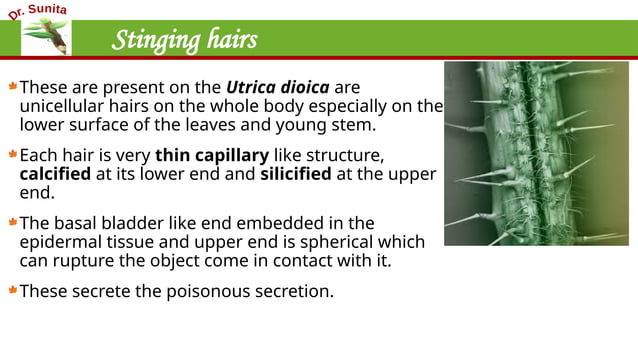 Secretory tissue present in plants.. | PPTX
