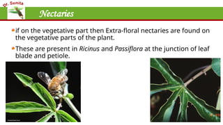 Secretory tissue present in plants.. | PPTX