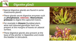 Secretory tissue present in plants.. | PPTX