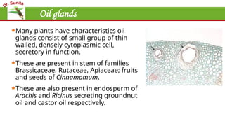 Secretory tissue present in plants.. | PPTX