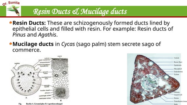Secretory tissue present in plants.. | PPTX