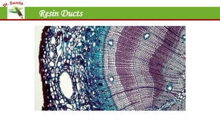 Secretory tissue present in plants.. | PPTX