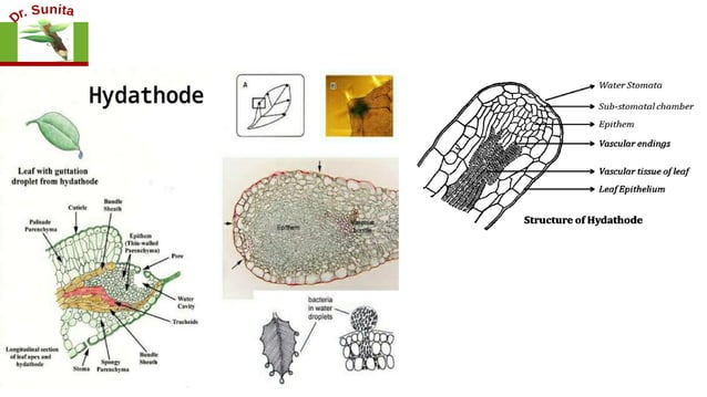 Secretory tissue present in plants.. | PPTX