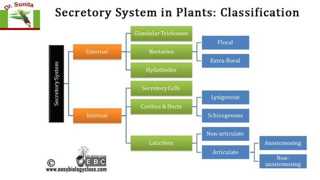 Secretory tissue present in plants.. | PPTX