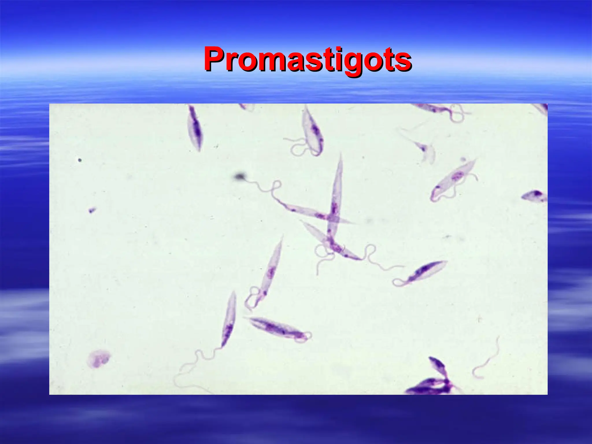 7. Morphology of leishmaniasis parasites.ppt