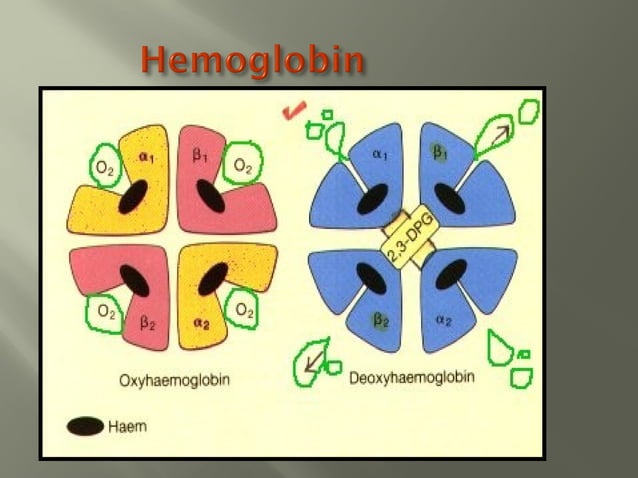 Thalassaemia (Genetic Disorder of Hemoglobin) | PPT
